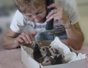 Telephone Skills – Handling Wildlife Emergency Calls | Wildlife EDU