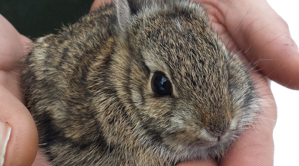 The COMPLETE Course in Raising Neonatal Cottontails | Wildlife EDU