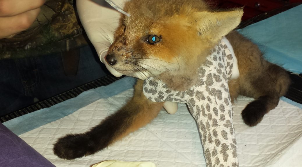 Wildlife Rehabilitation Essentials Workshop | Wildlife EDU